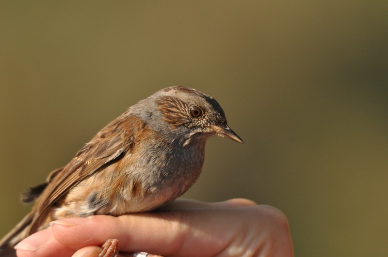 Európai Madármegfigyelő Napok a Naplás-tónál 2017 | Magyar Madártani és ...
