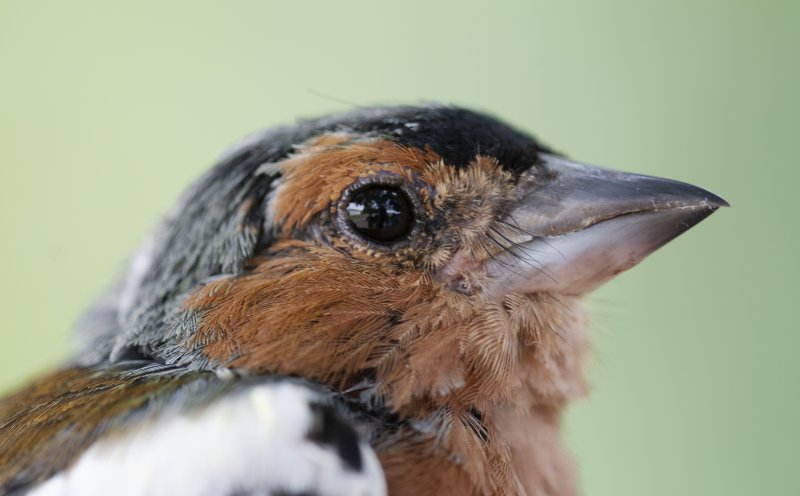 Hatodik nyár a Naplás-tó partján | Magyar Madártani és Természetvédelmi ...