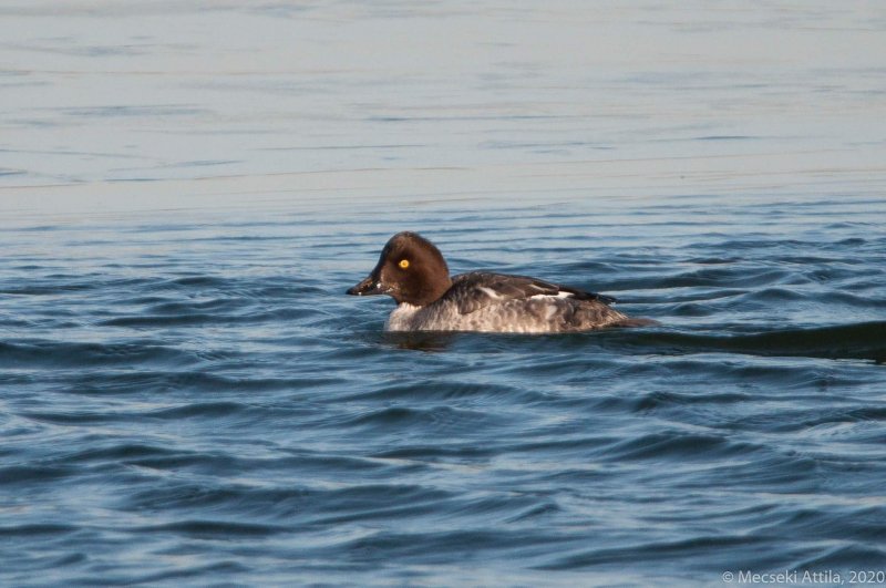 Napos évkezdet a Dunakanyarban | Magyar Madártani és Természetvédelmi ...