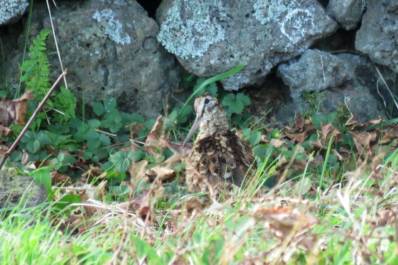 Szalonkázás az ócsai Selyem-réten | Magyar Madártani és ...