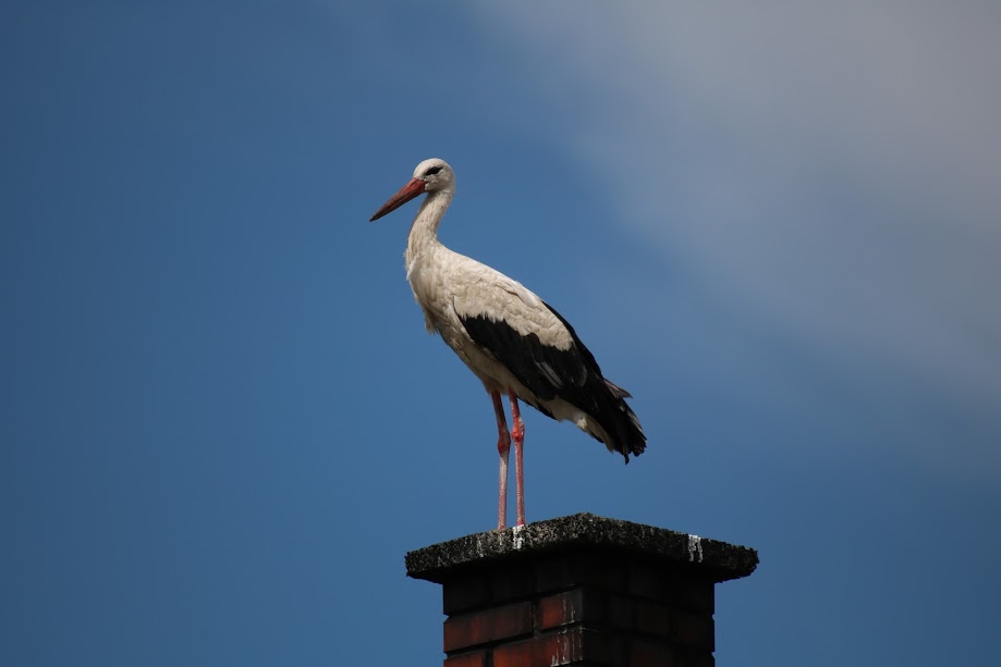 Fehér gólya védelme a Kisalföldi Helyi Csoportnál | Magyar Madártani és ...