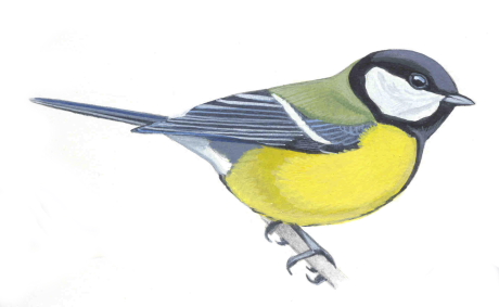 A 2011. év madara - a széncinege | Magyar Madártani és Természetvédelmi ...