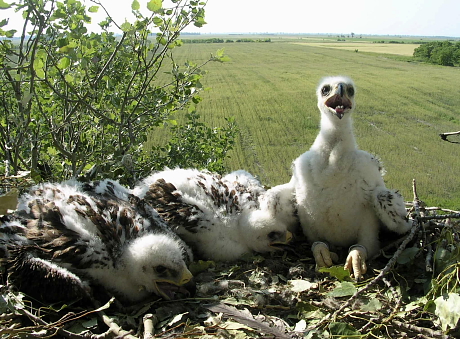 Parlagi sas fészkek őrzésére keres önkénteseket az MME | Magyar ...
