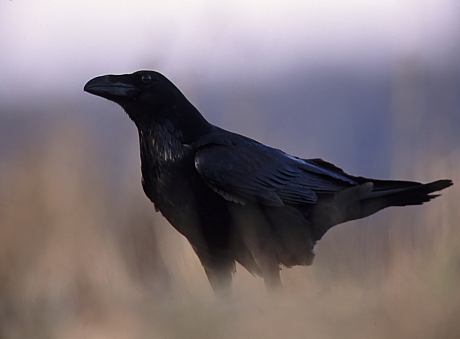 Kevesebb a holló Baranya megyében | Magyar Madártani és ...