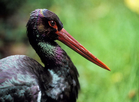 Hány gólya költ Magyarországon? | Magyar Madártani és Természetvédelmi ...