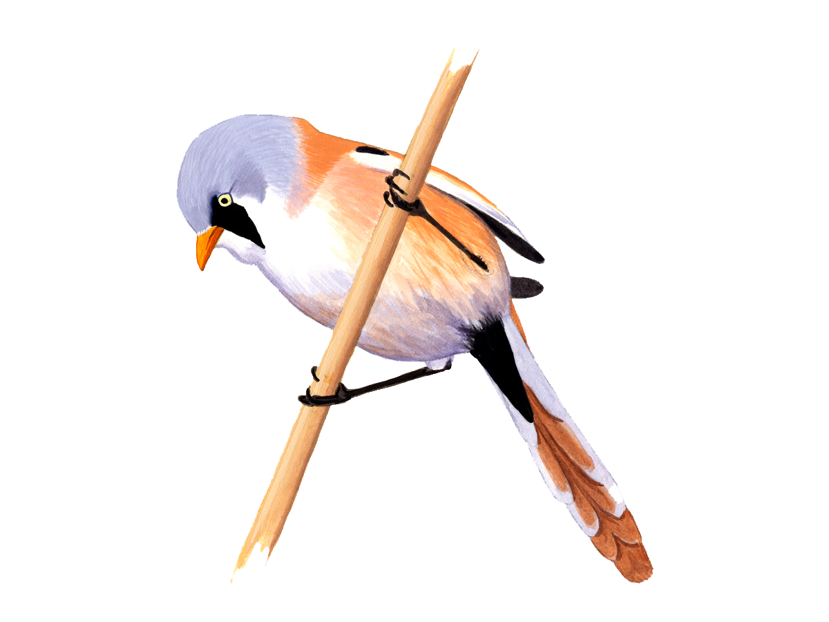 Rajzpályázat - 2023 év madara a barkóscinege | Magyar Madártani és ...