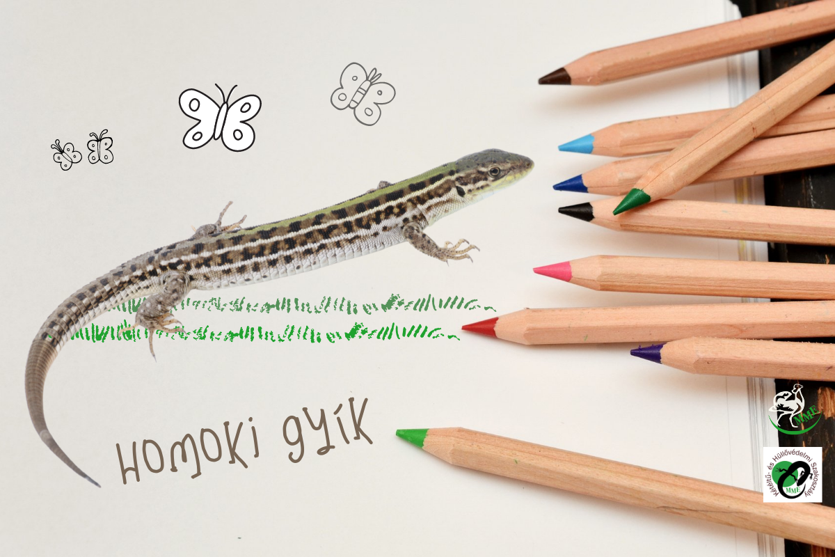 Alföldi puszták tarka gyíkja – rajzpályázat az Év hüllőjéről, a homoki ...