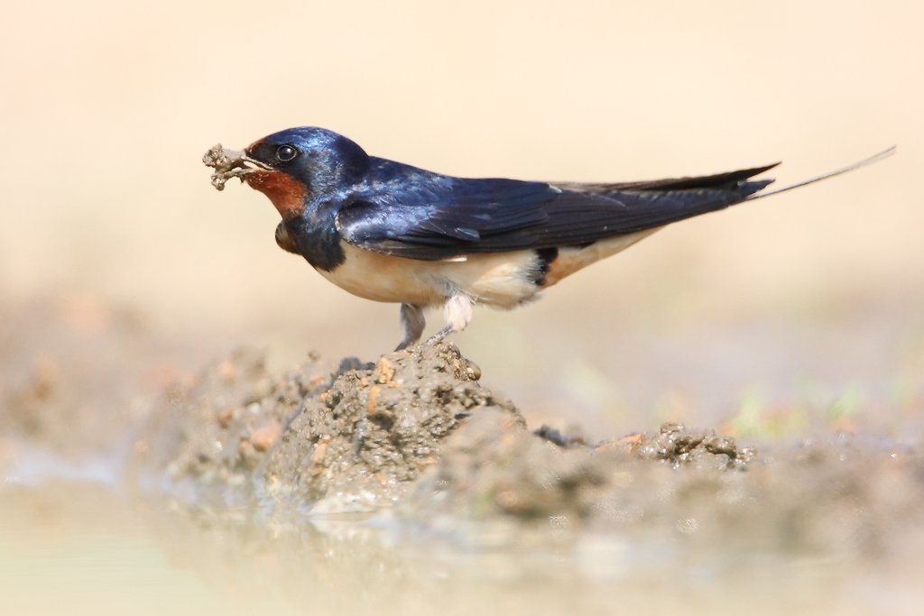 Fecskefigyelő események tavasztól-őszig | Magyar Madártani és ...