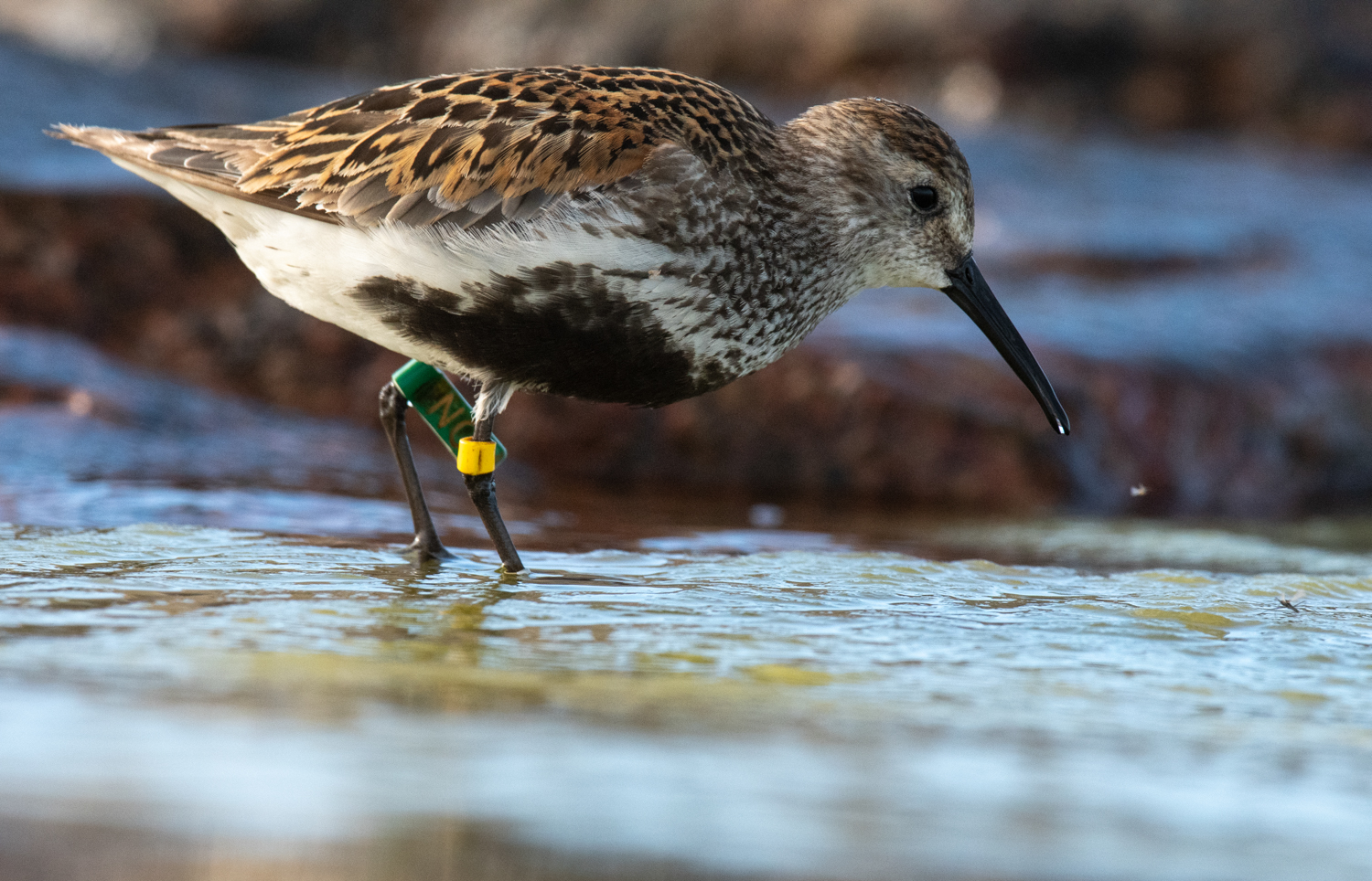 Magyar gyűrűs havasi partfutó Finnországban | Magyar Madártani és ...