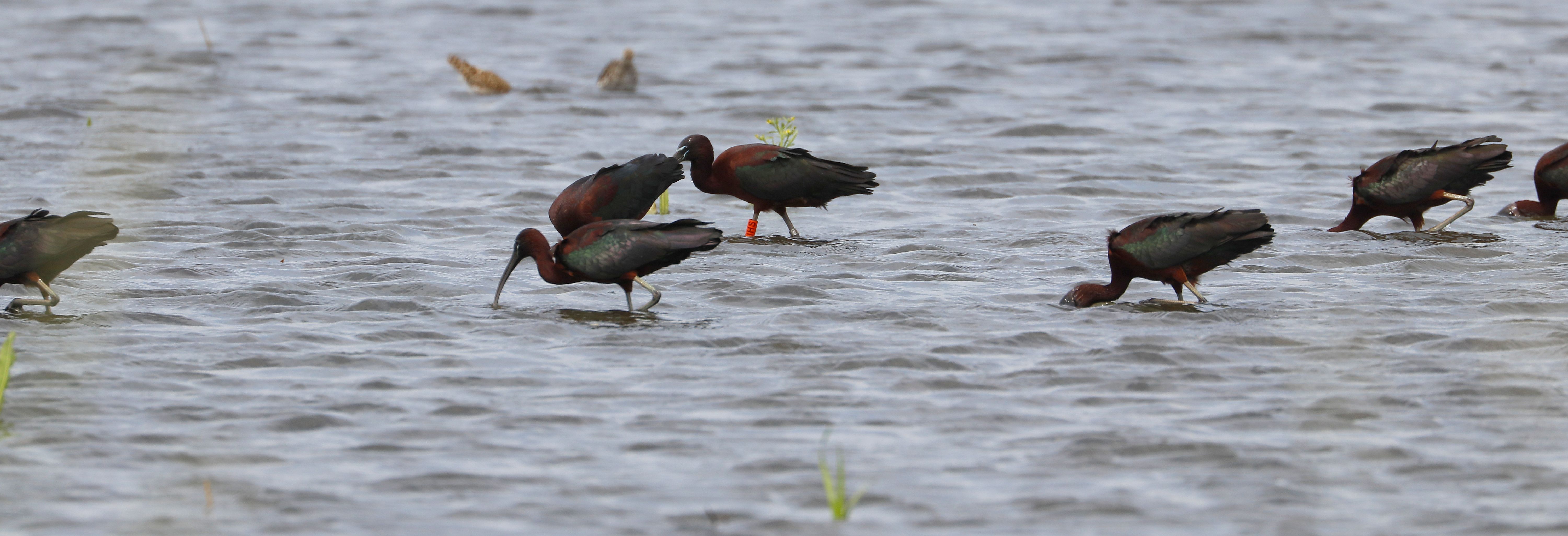 Olasz gyűrűs batla Magyarországon | Magyar Madártani és ...
