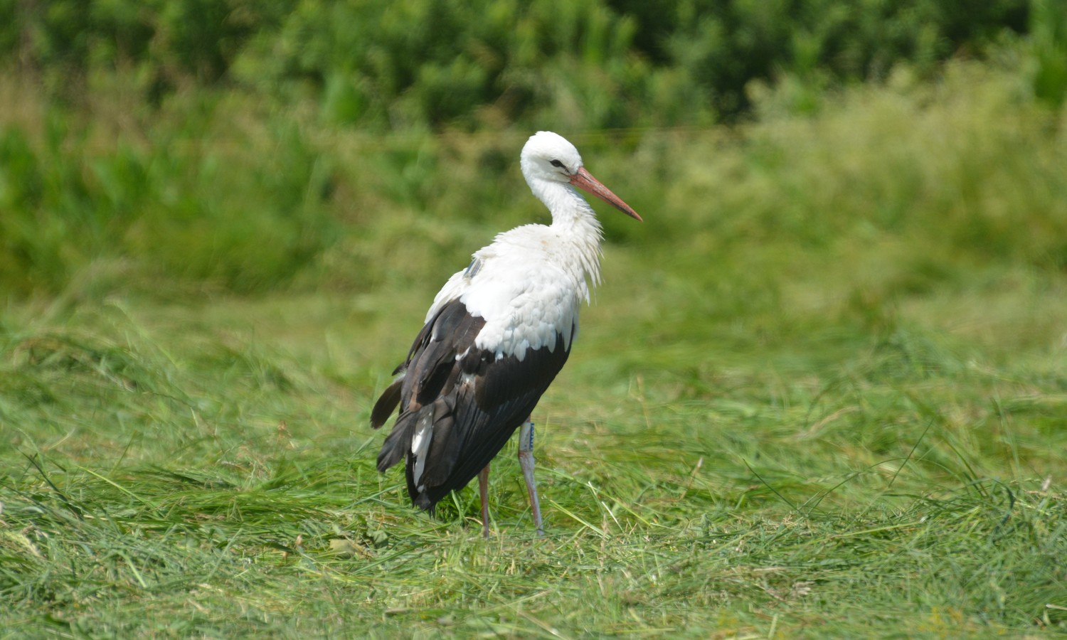 Áramütésben elpusztult Piroska, a fehér gólya – „két élet sem volt elég ...