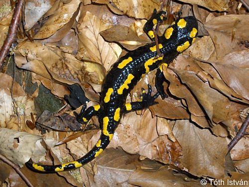 Békák, szalamandrák TÉLEN! | Magyar Madártani és Természetvédelmi Egyesület