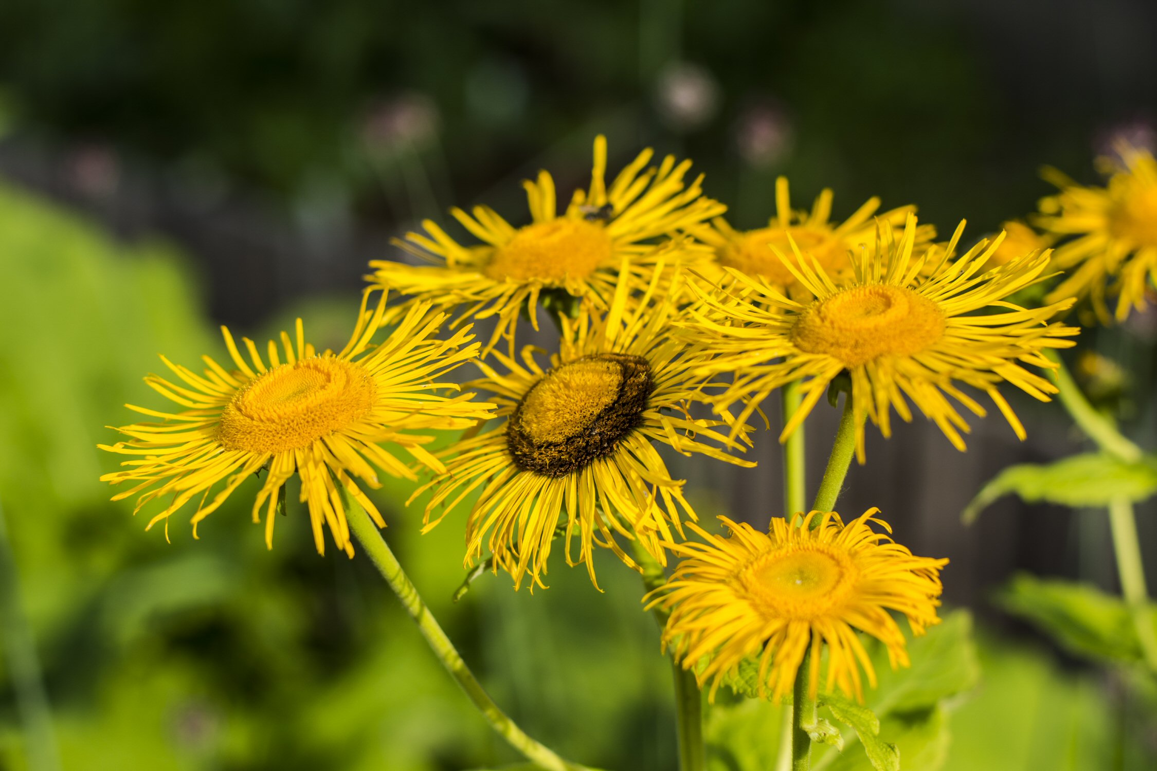 Pompás Teleki-virág (Telekia speciosa) | Magyar Madártani és ...