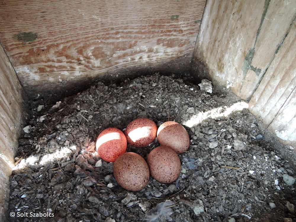 Ha Húsvét, akkor piros tojás… | Magyar Madártani és Természetvédelmi ...