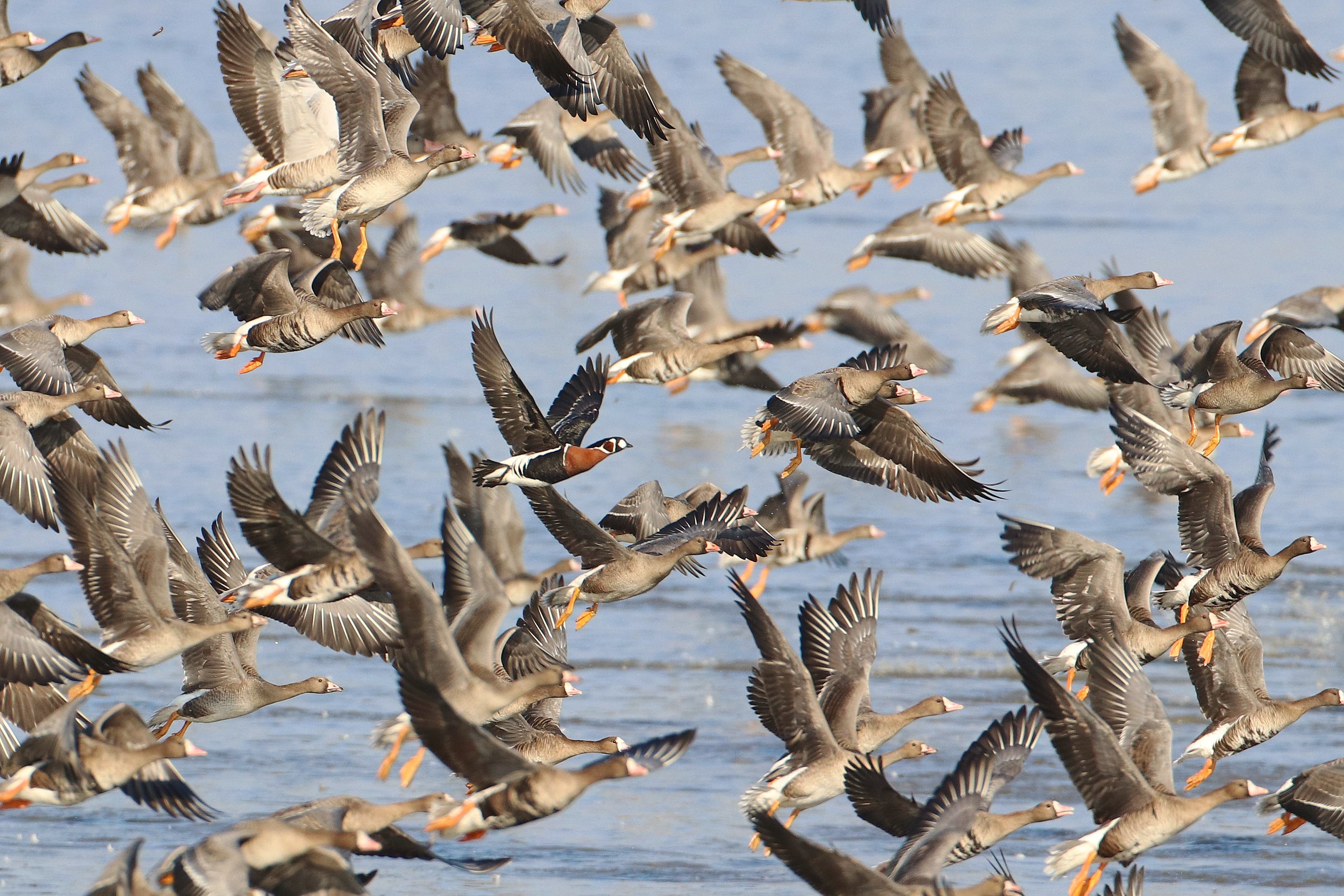 Csatlakozz a Vonuló Vízimadár Monitoring (VVM) programhoz! | Magyar ...