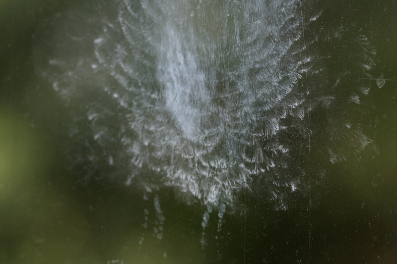 Madár tollpúder-lenyomat ablaküvegen | Magyar Madártani és ...