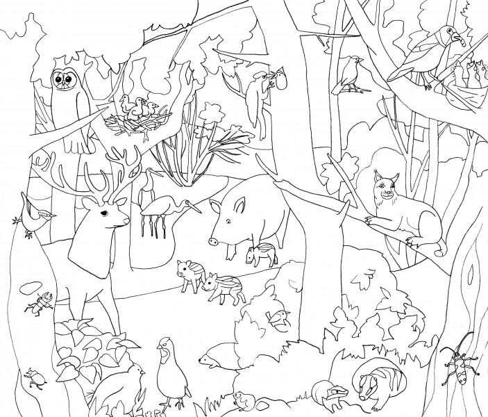 Kirakók, játékos foglalkoztatók | Magyar Madártani és Természetvédelmi ...