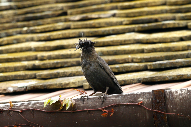 Sherlock Holmes a Madárbarát kertben I. - TAVASZ-NYÁR | Magyar ...