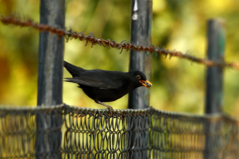 Sherlock Holmes a Madárbarát kertben I. - TAVASZ-NYÁR | Magyar ...