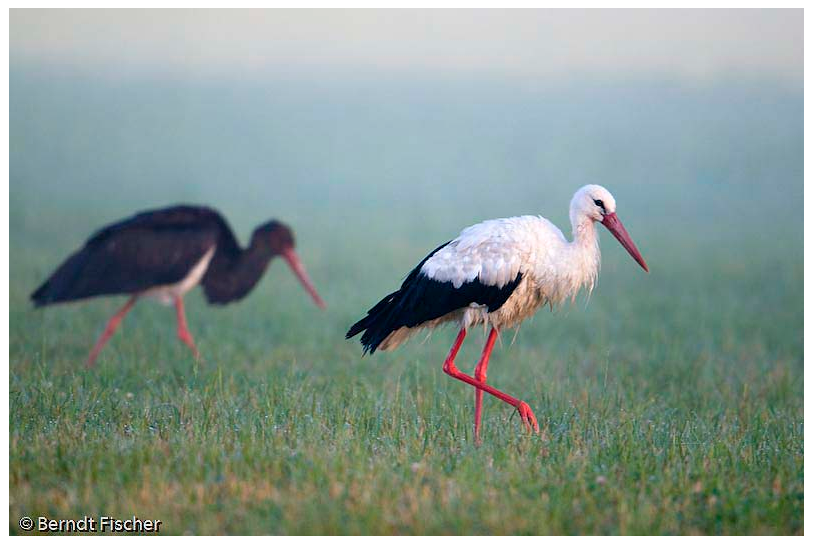 A gólyák érdekes viselkedése | Magyar Madártani és Természetvédelmi ...