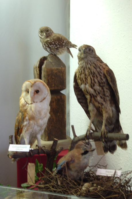 „Ahány madár, annyi tojás” | Magyar Madártani és Természetvédelmi Egyesület