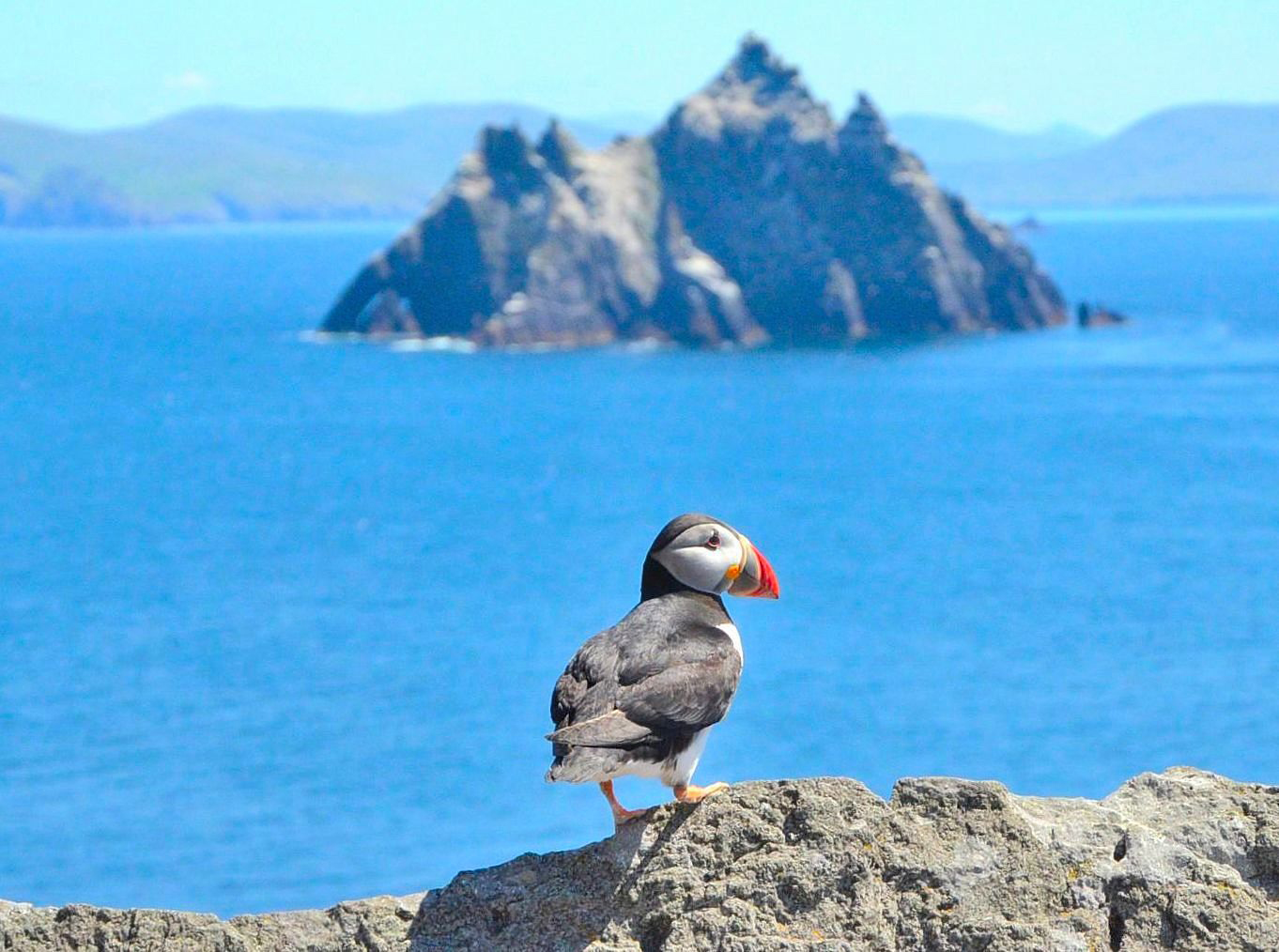 Lundák és csillagok háborúja | Magyar Madártani és Természetvédelmi ...