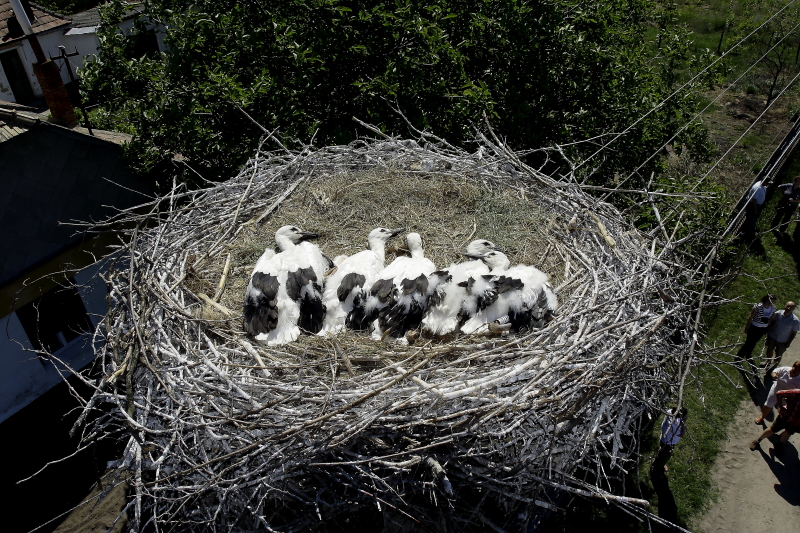 Melyik lehet a legjobban megépített madárfészek Magyarországon ...
