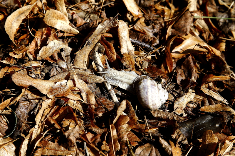 Építsünk természetvédelmi rőzserakást! – Segítsünk a sünöknek téli ...