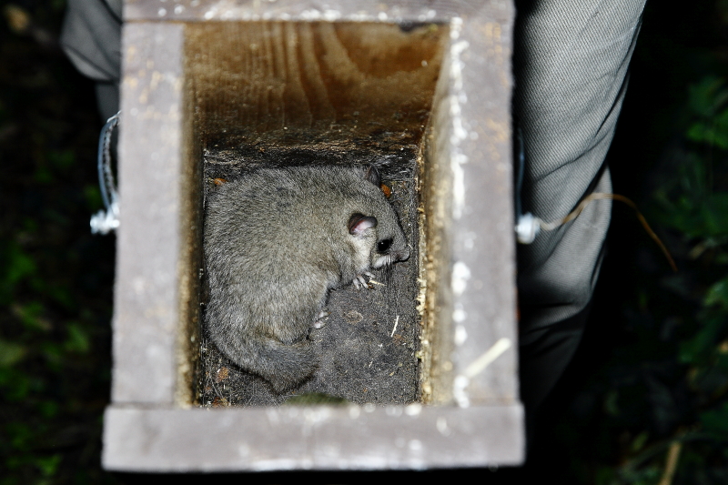 Nagypele-nézőben a Népligetben | Magyar Madártani és Természetvédelmi ...