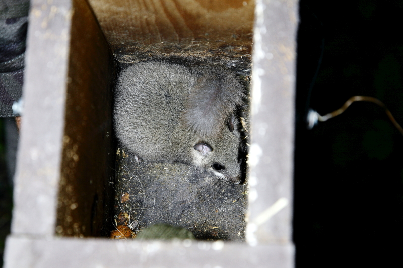 Nagypele-nézőben a Népligetben | Magyar Madártani és Természetvédelmi ...