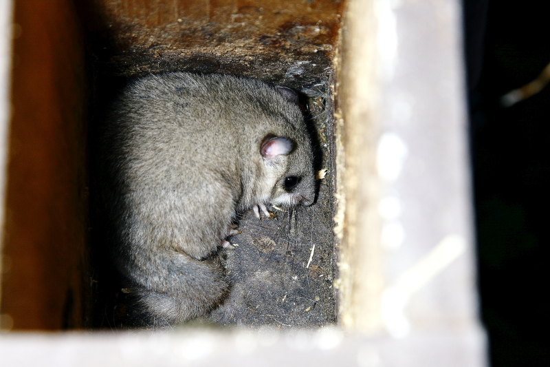 Nagypele-nézőben a Népligetben | Magyar Madártani és Természetvédelmi ...