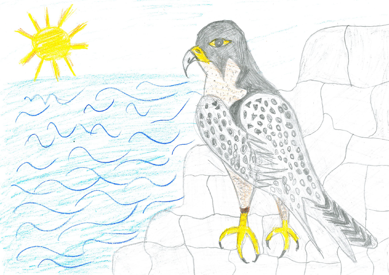 A "vándorsólyom" rajzpályázat nyertesei | Magyar Madártani és ...