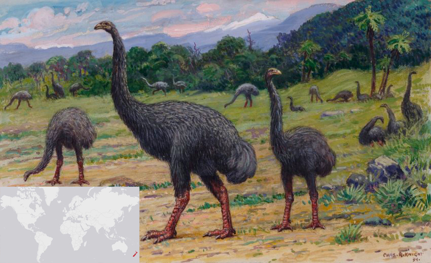 A titokzatos Moa | Magyar Madártani és Természetvédelmi Egyesület