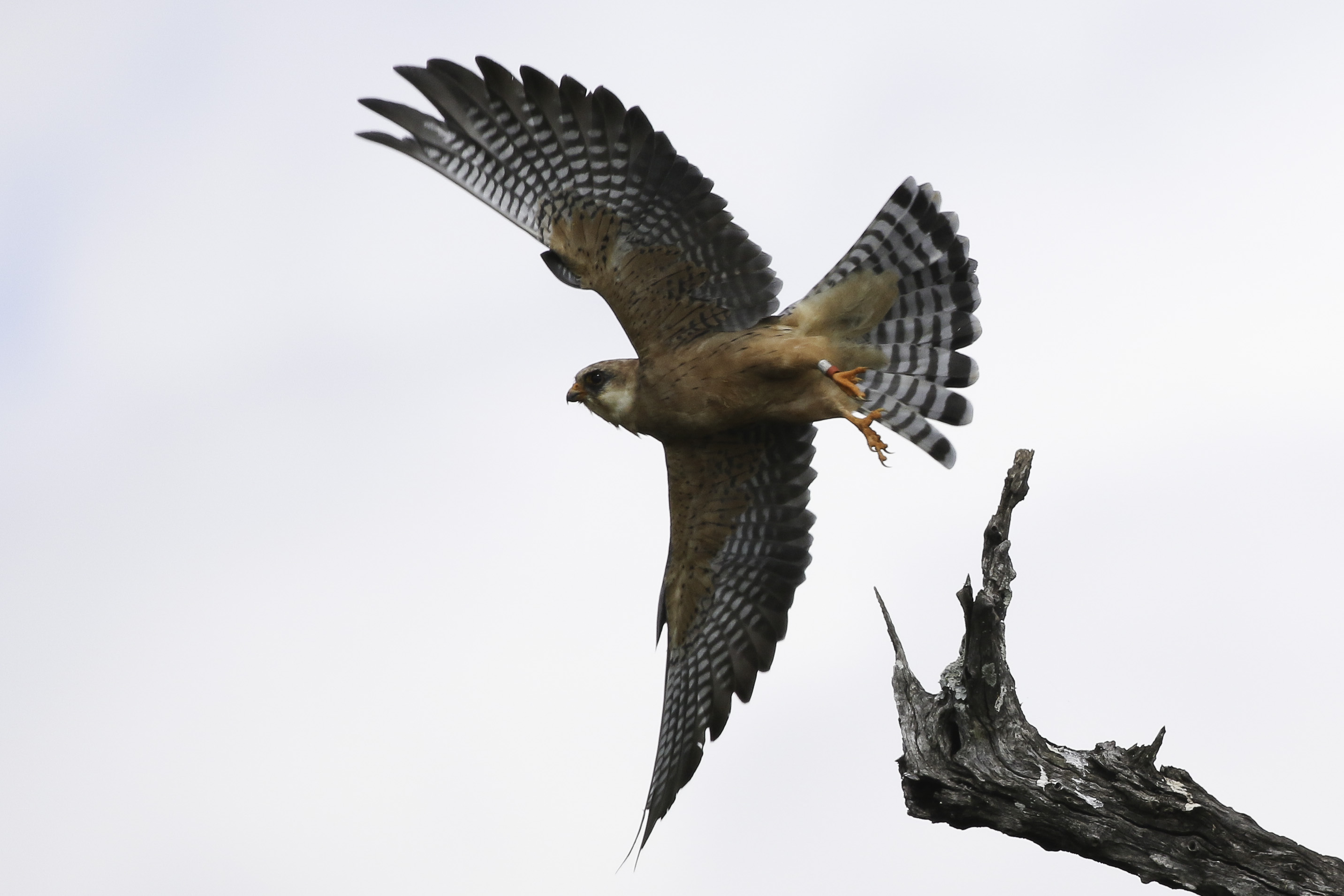 Magyar gyűrűs kék vércse Afrikában | Magyar Madártani és ...