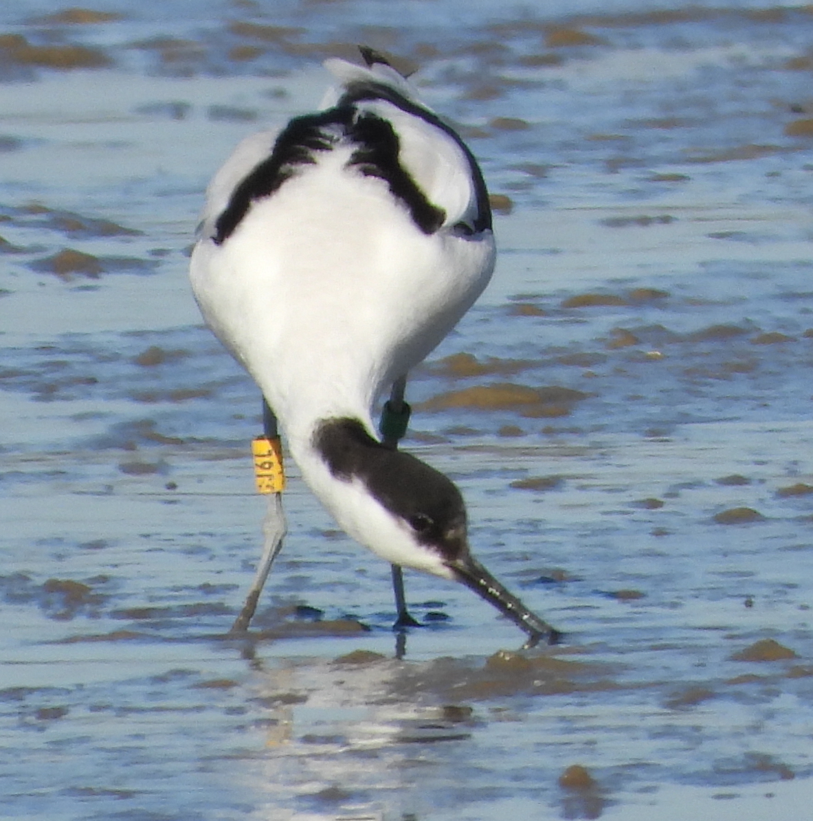 Magyar gyűrűs gulipán Nagy-Britanniában | Magyar Madártani és ...
