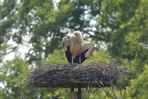 A tavalyi aszályban nem esett vissza a hazai fehér gólyák fiókaszáma ...