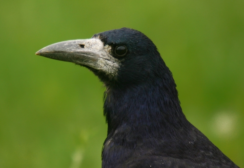 A sok varjú csak látszat! | Magyar Madártani és Természetvédelmi Egyesület