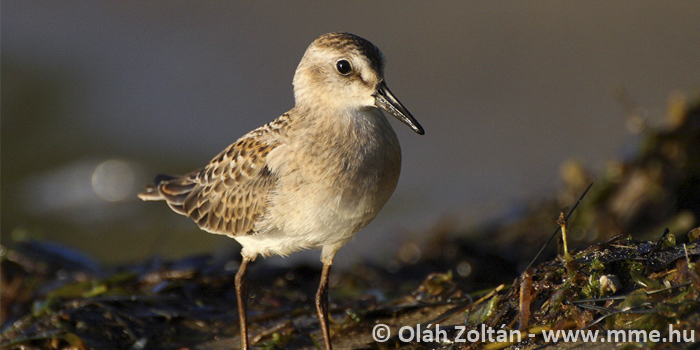 Kis partfutó | Magyar Madártani és Természetvédelmi Egyesület
