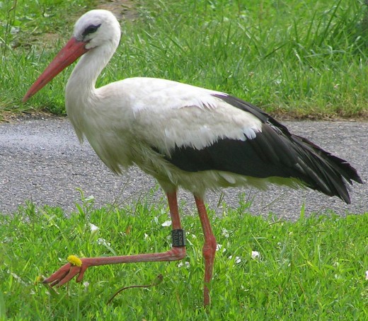 Mostanában érdemes a gólyák lábát is figyelni | Magyar Madártani és ...