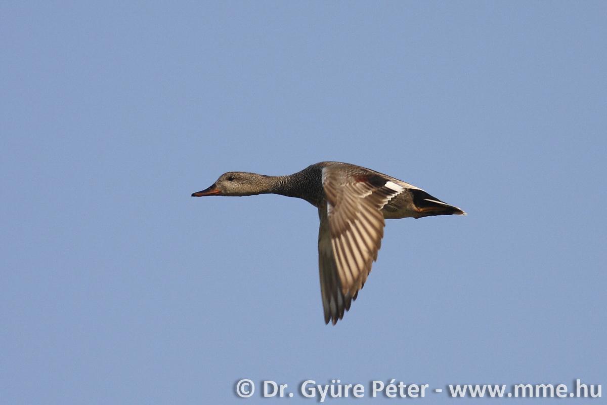 Kendermagos réce | Magyar Madártani és Természetvédelmi Egyesület
