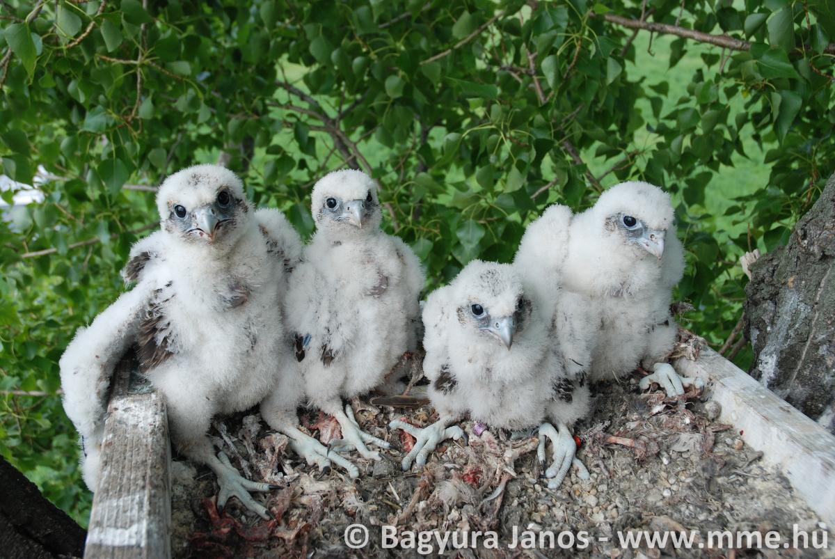 Kerecsensólyom | Magyar Madártani és Természetvédelmi Egyesület