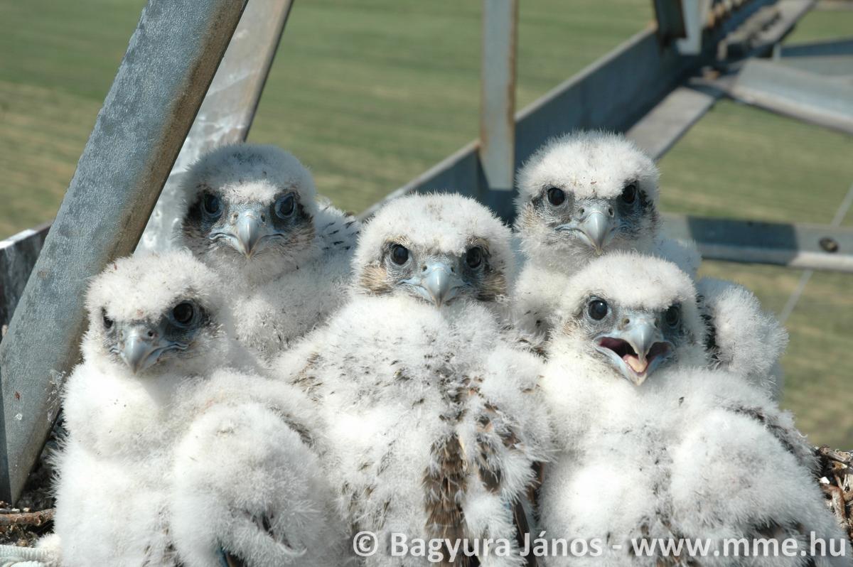 Kerecsensólyom | Magyar Madártani és Természetvédelmi Egyesület