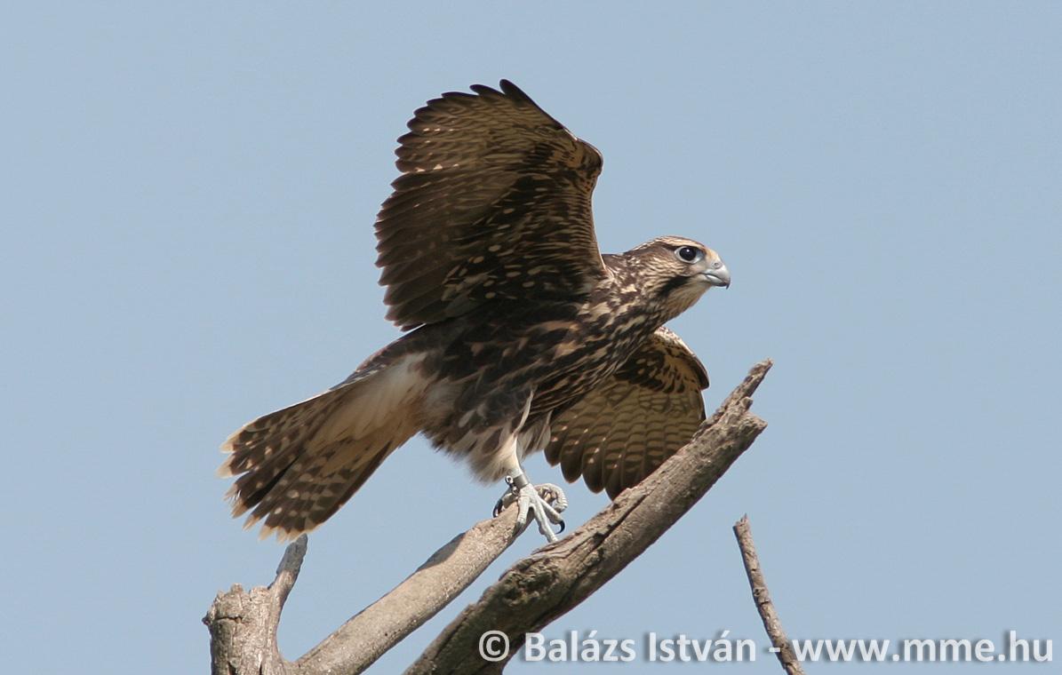 Kerecsensólyom | Magyar Madártani és Természetvédelmi Egyesület