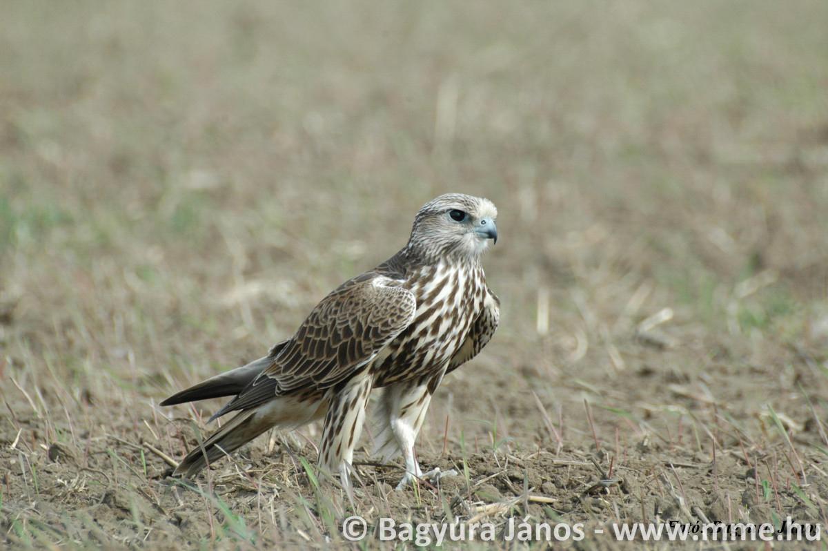 Kerecsensólyom | Magyar Madártani és Természetvédelmi Egyesület