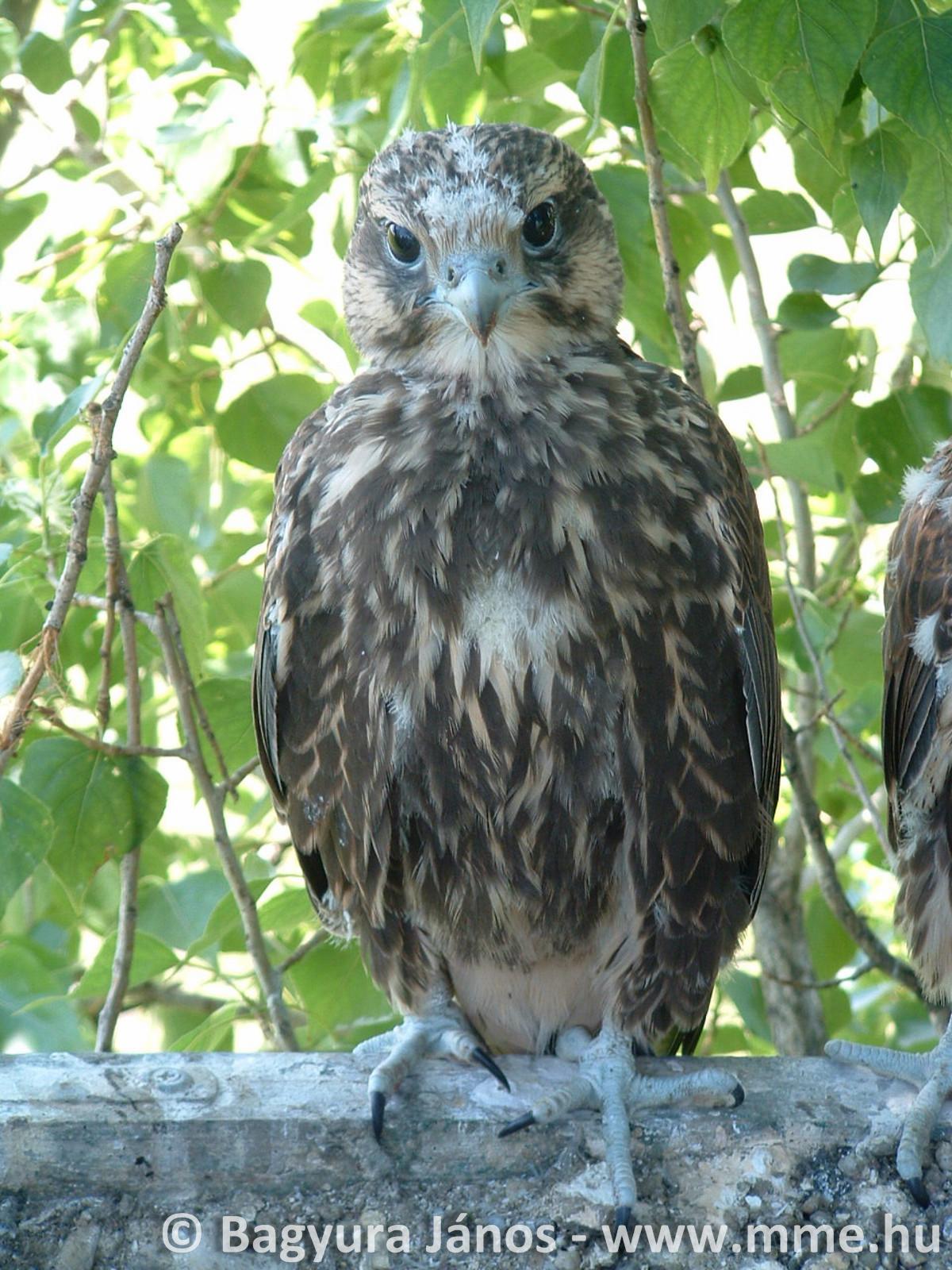 Kerecsensólyom | Magyar Madártani és Természetvédelmi Egyesület